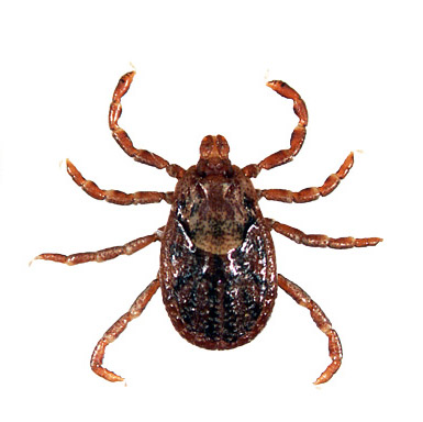 Vectors | Delta Mosquito and Vector Control District